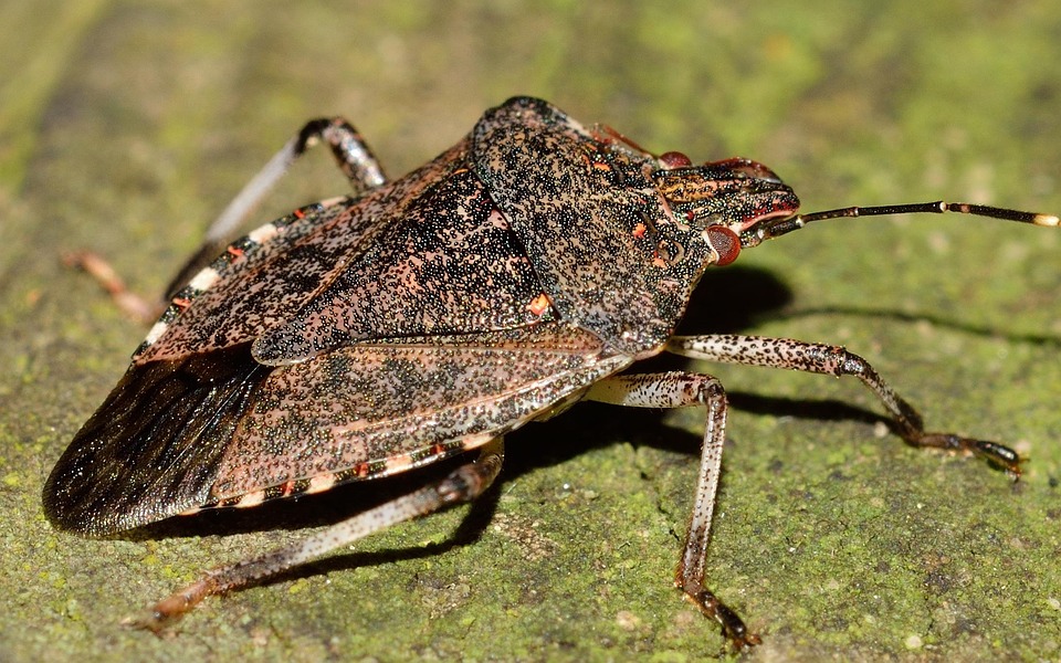 Hemiptera Insects Bed Free Photo On Pixabay Hemiptera Insects Bed Free Photo On Pixabay