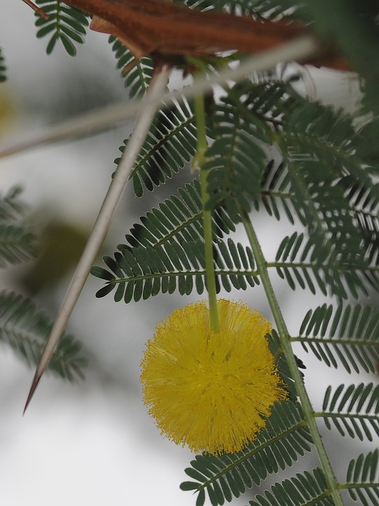 Mimosa Flor Claveteado - Foto gratis en Pixabay - Pixabay