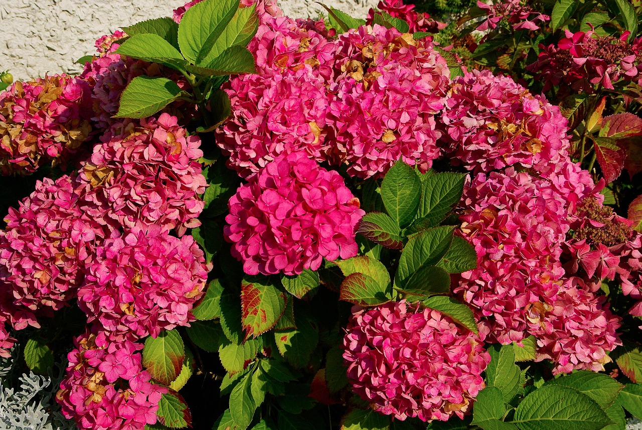 Hydrangea Bunga Pink - Foto gratis di Pixabay - Pixabay
