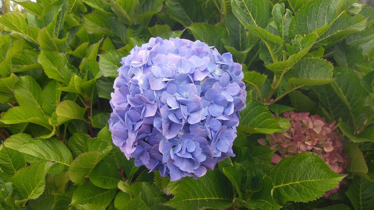 Hortensia Flor Azul - Foto gratis en Pixabay - Pixabay
