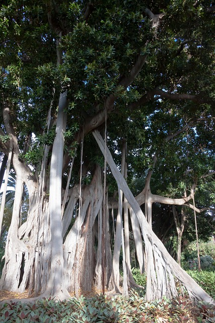 Ficus Macrophylla Plant Gigantic - Free photo on Pixabay - Pixabay