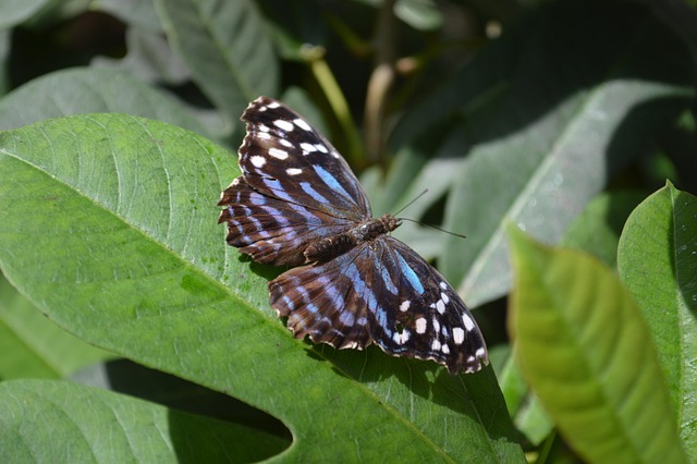 Myscelia Ethusa Butterfly Mexican - Free photo on Pixabay - Pixabay