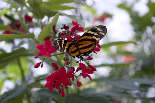 Les Eueides D'Isabelle Papillon - Photo gratuite sur Pixabay - Pixabay