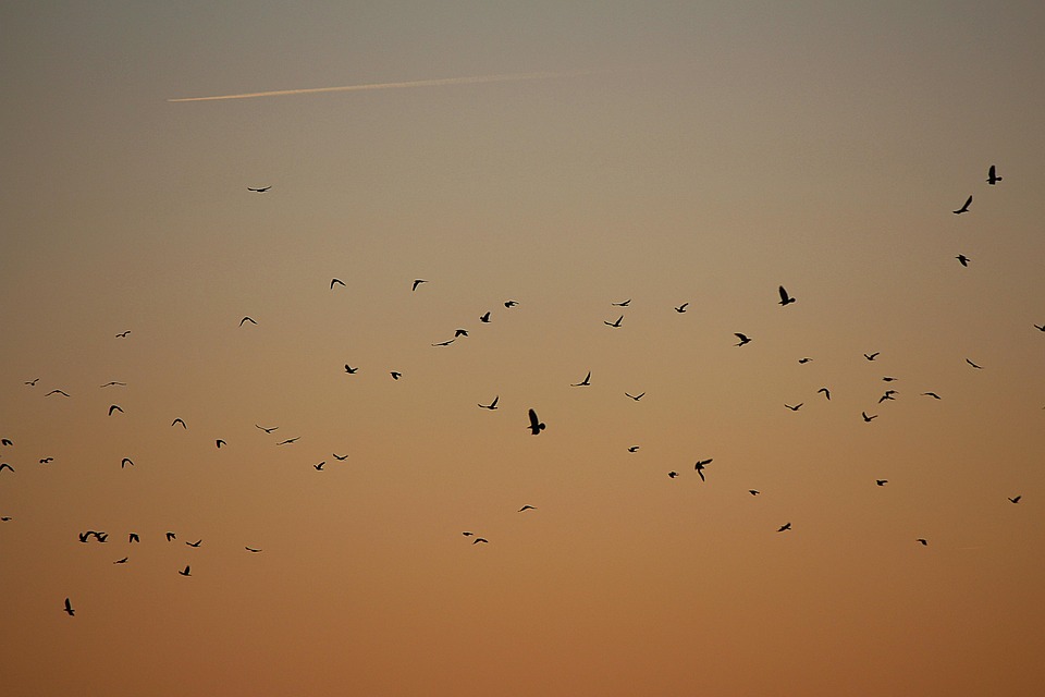 Vogelschwarm Vögel Schwarm - Kostenloses Foto auf Pixabay