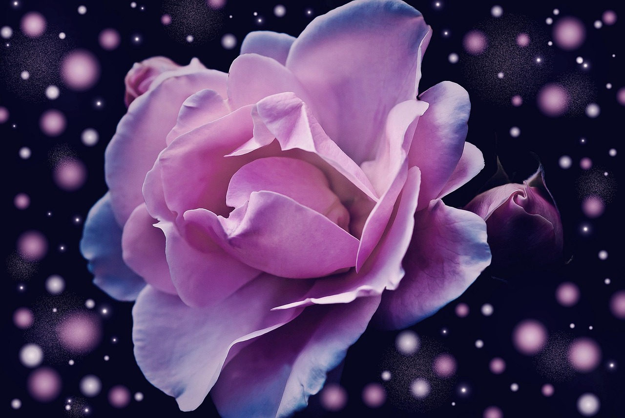 10,000+ Free Pink Roses & Rose Images - Pixabay