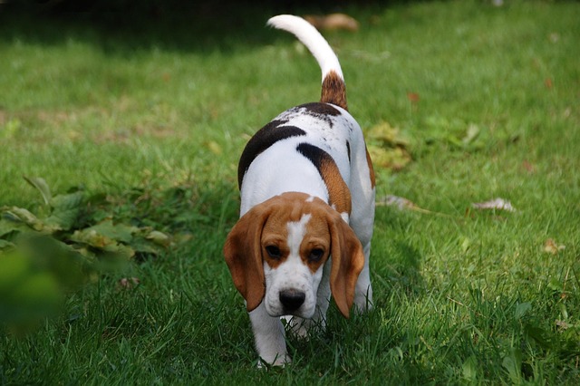 Perro Cachorro Beagle - Foto gratis en Pixabay - Pixabay