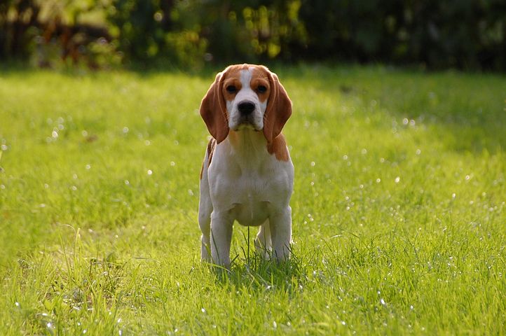 Plus de 400 images de Levrette et de Chien