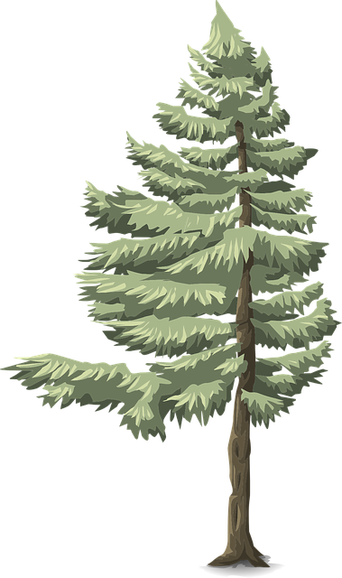 100+ kostenlose Nadelbäume & Nadelbaum Illustrationen - Pixabay