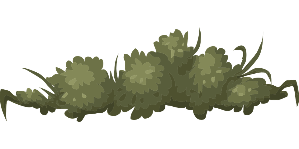 100+ Free Bushes & Bush Vectors - Pixabay