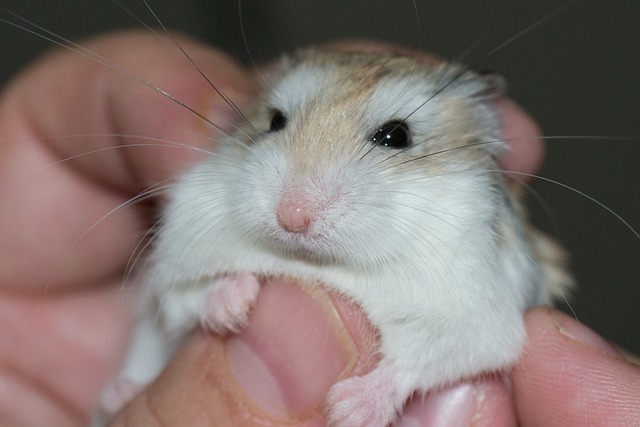 Plus de 200 photos gratuites de Hamster et de Animal - Pixabay