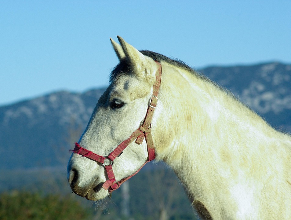 Cheval Élevage Équitation - Photo gratuite sur Pixabay