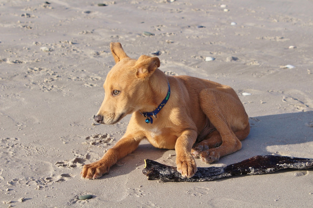 Dog Young Puppy - Free photo on Pixabay - Pixabay