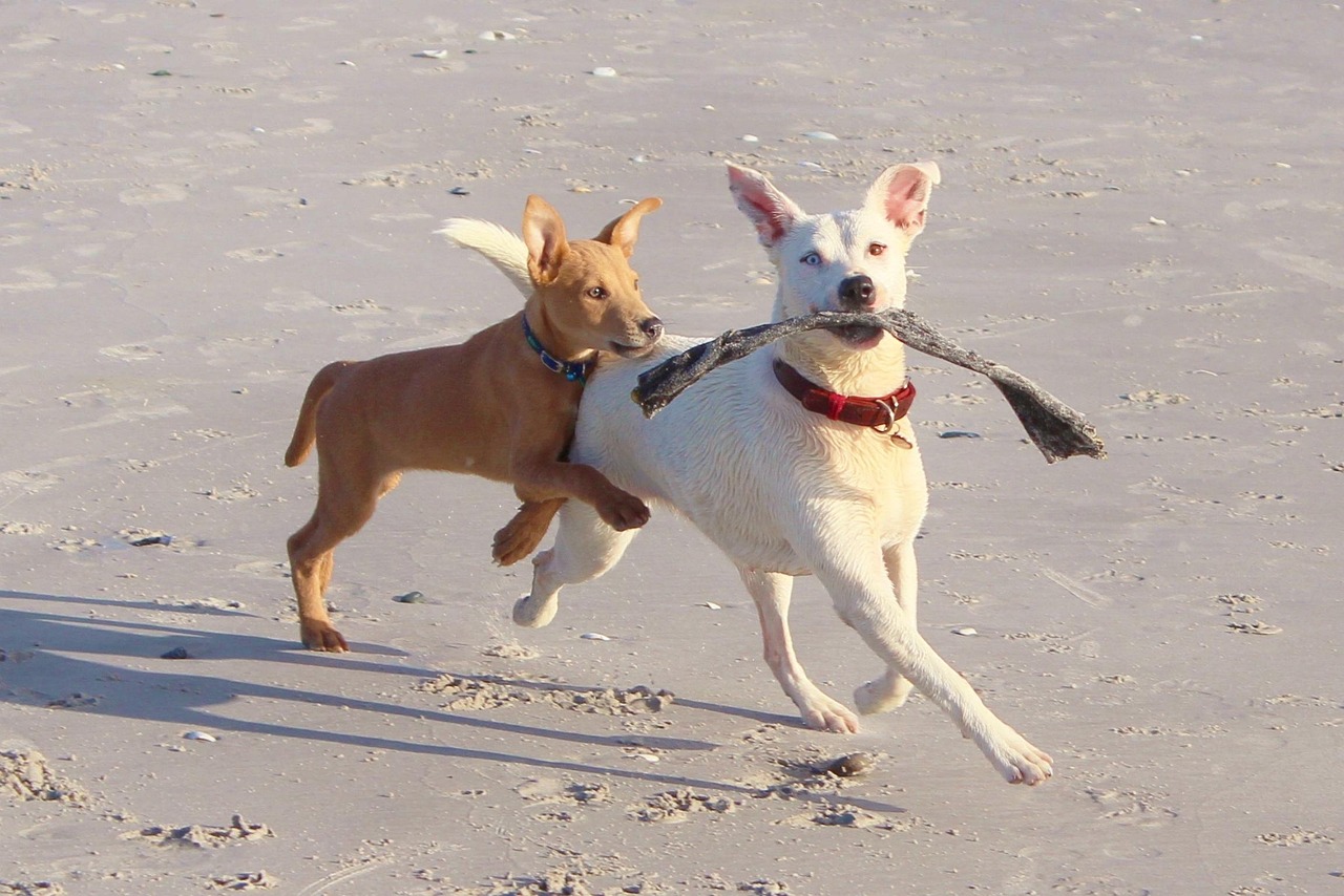 Dogs Game Stick - Free photo on Pixabay - Pixabay