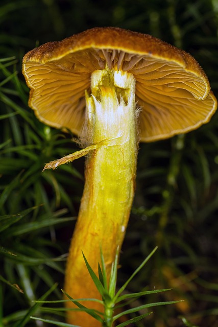 Cogumelo Macro Musgo - Foto gratuita no Pixabay - Pixabay