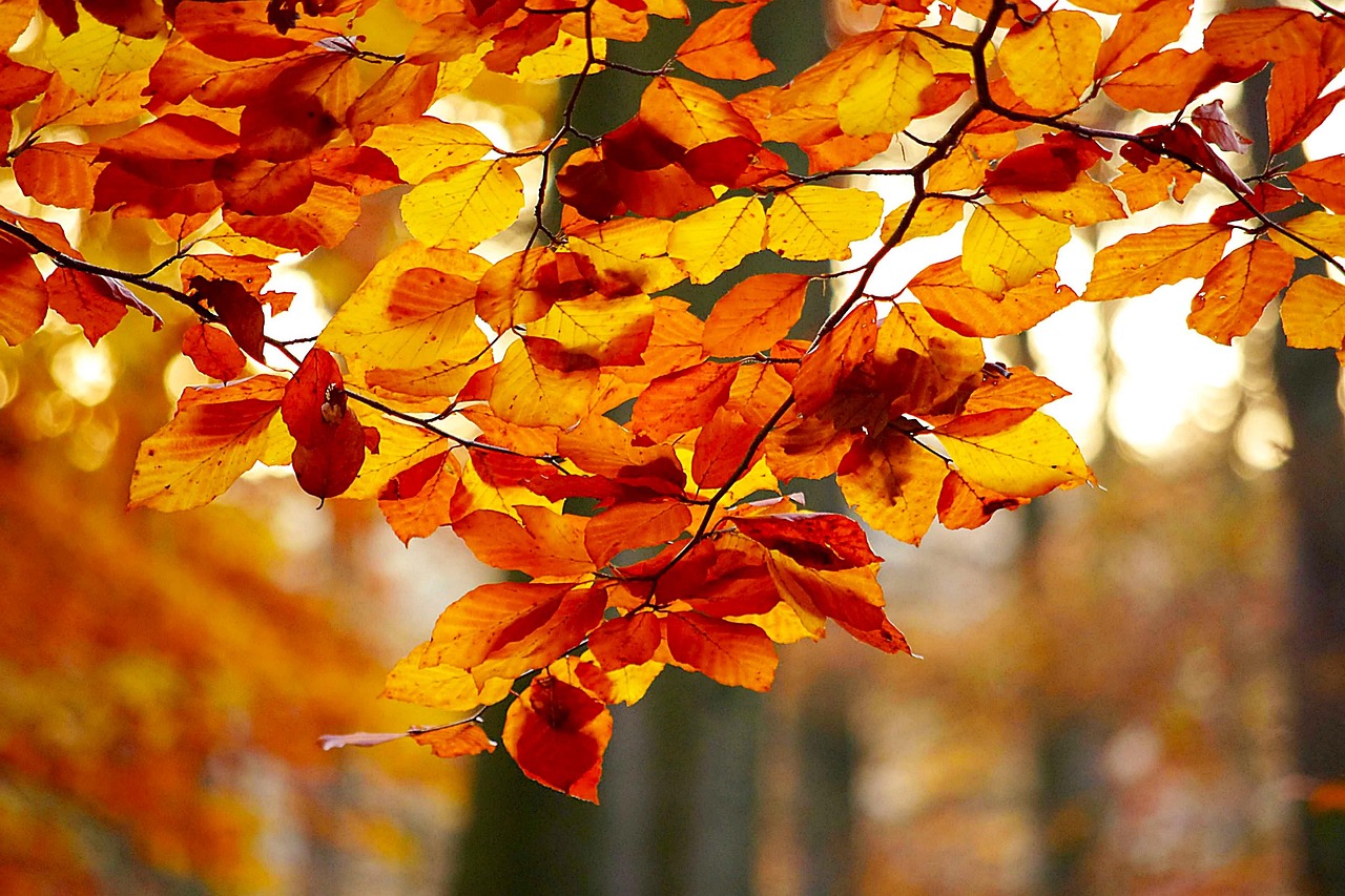 Feuilles Chromaticité Automne - Photo gratuite sur Pixabay - Pixabay