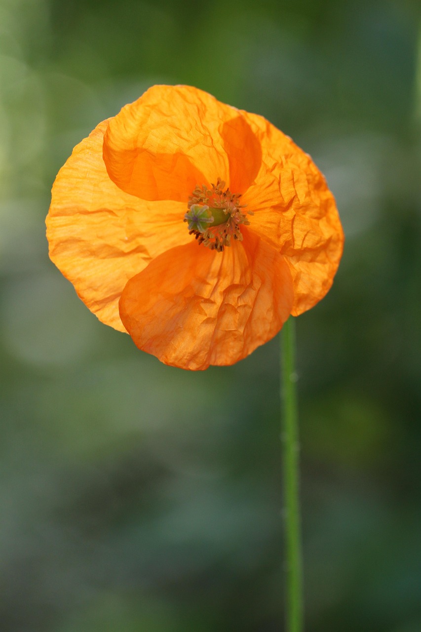 Poppy Flower - Free photo on Pixabay