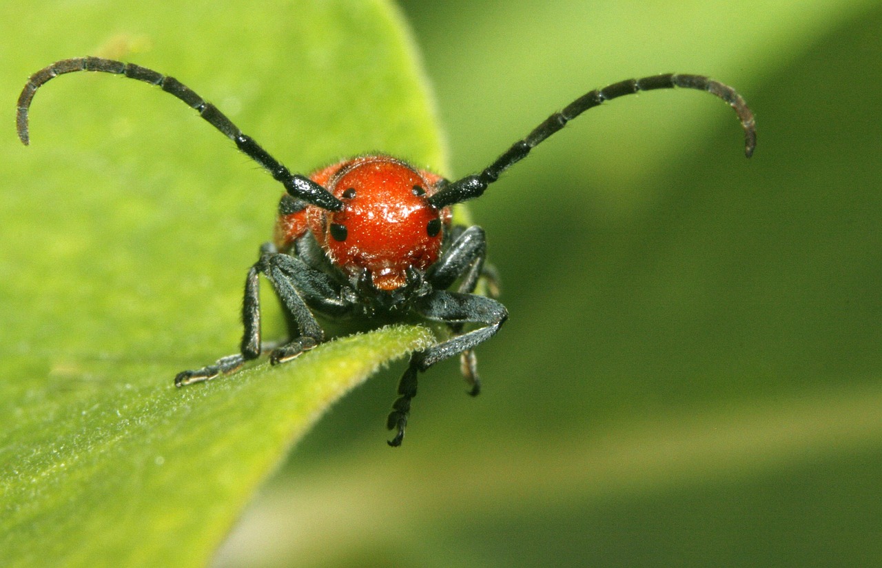 Insecto Macro - Foto gratis en Pixabay - Pixabay