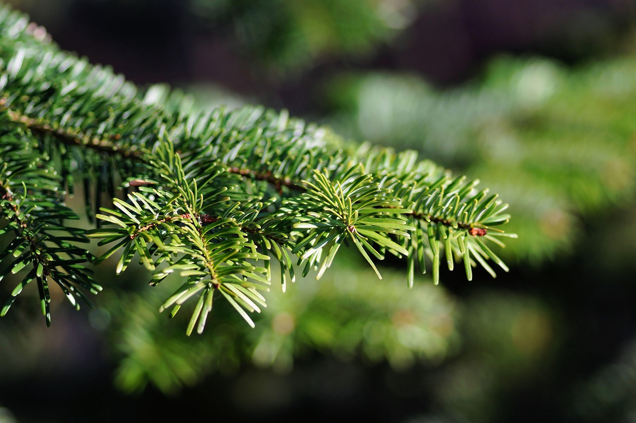 Sapin Branche De Aiguilles - Photo gratuite sur Pixabay - Pixabay