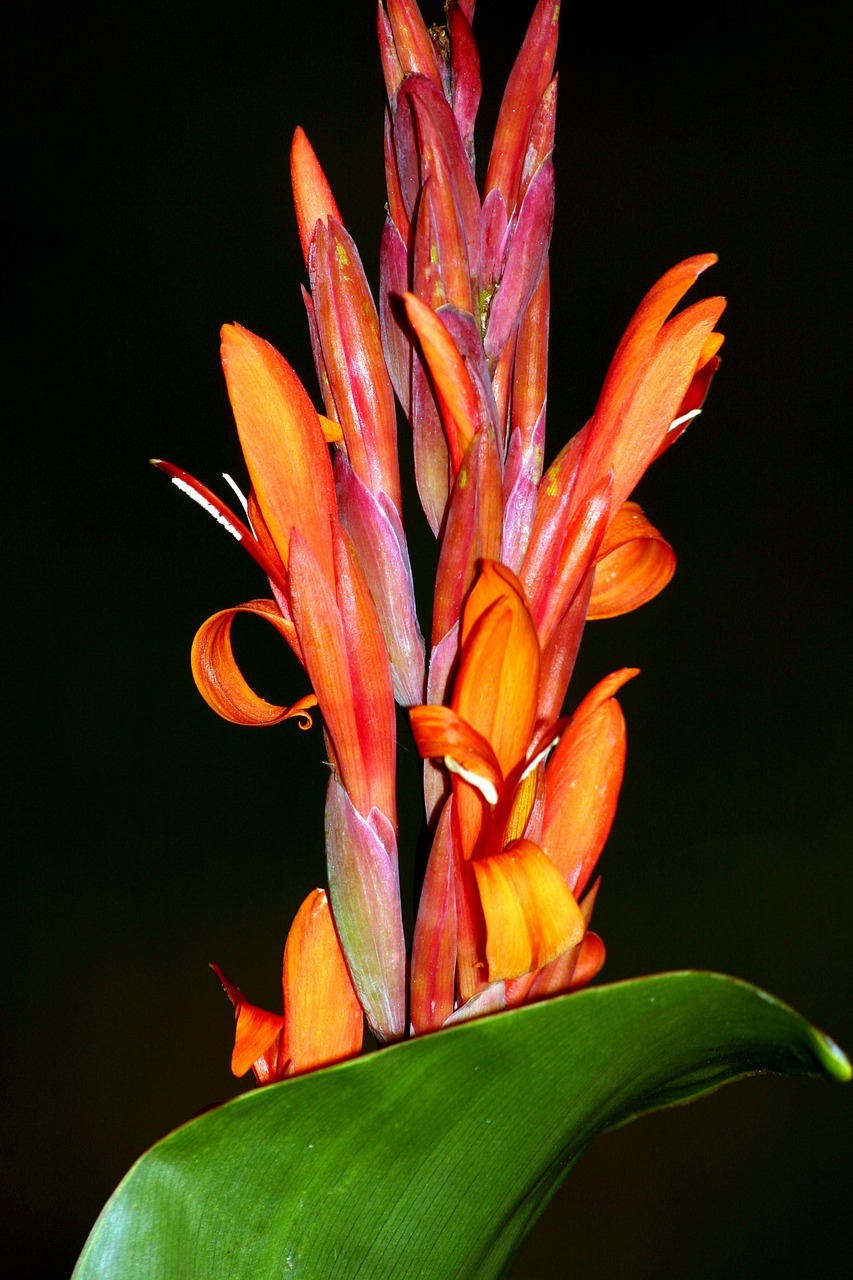 Canna Flower Blossom - Free photo on Pixabay