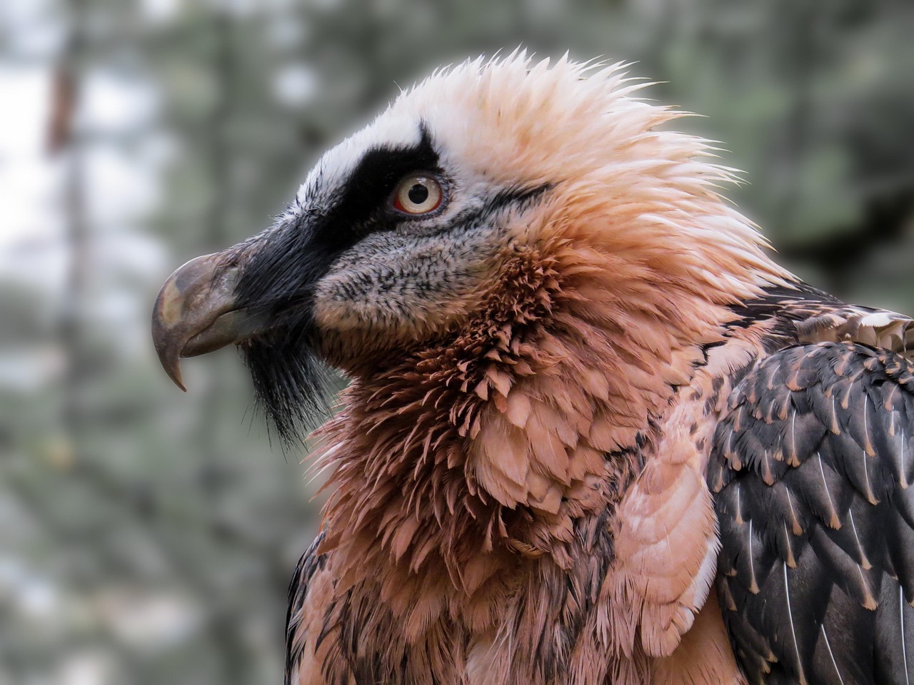 1,000+ Free Vulture & Nature Images - Pixabay