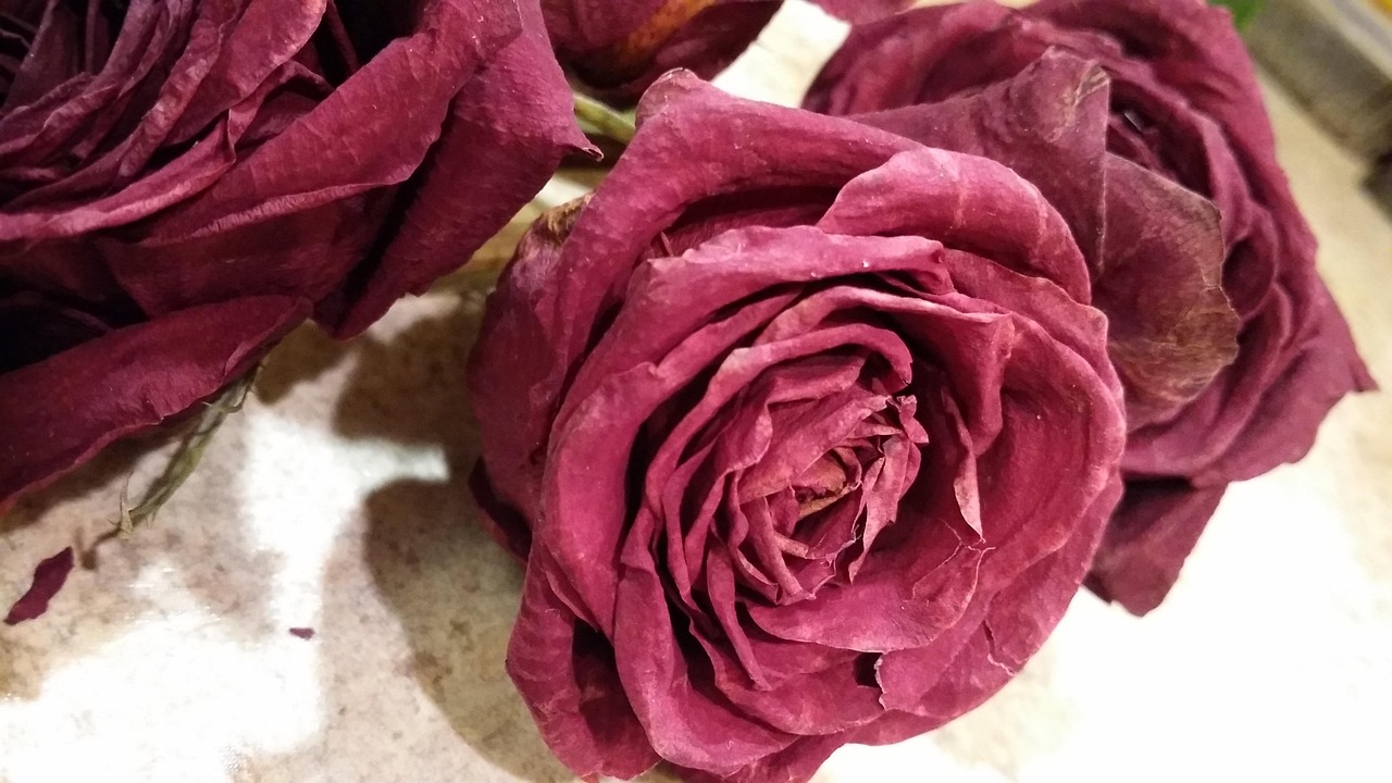 Rose Leaf Nature - Free photo on Pixabay