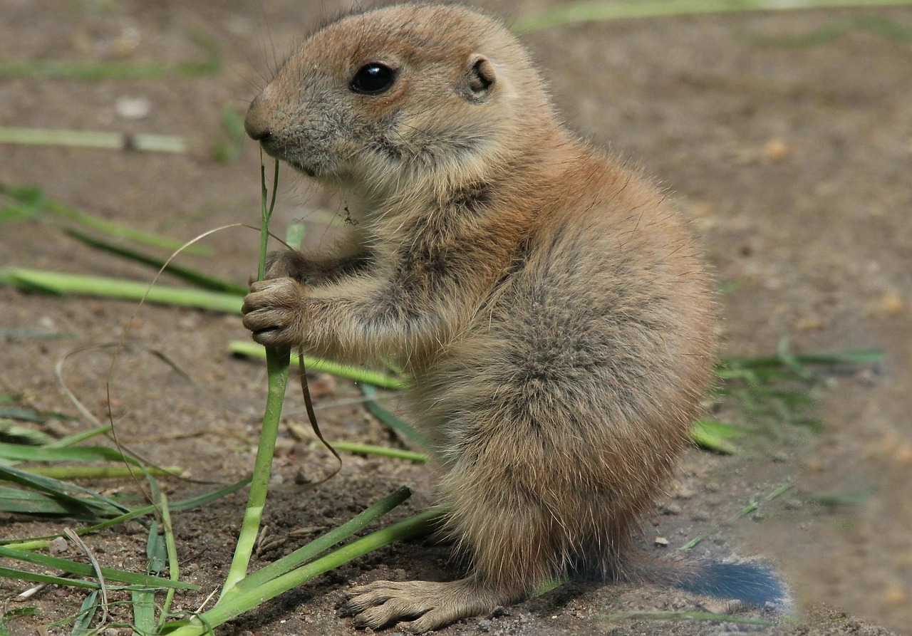 Prairie Dog Cynomys Animals Ground - Free photo on Pixabay
