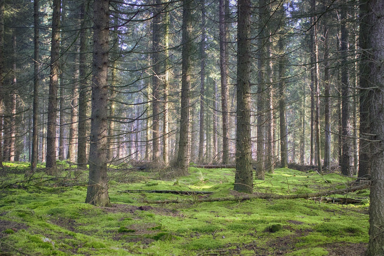 Landscapes Pine Forest Winter - Free photo on Pixabay - Pixabay