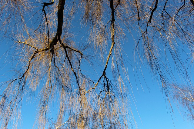 Tree Branches Bald - Free photo on Pixabay