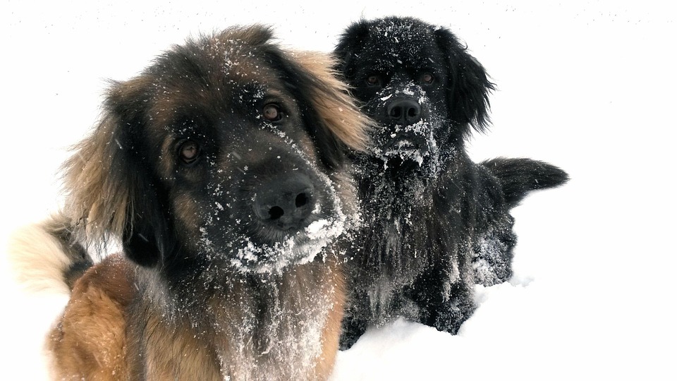 Chien Neige Hiver - Photo gratuite sur Pixabay - Pixabay