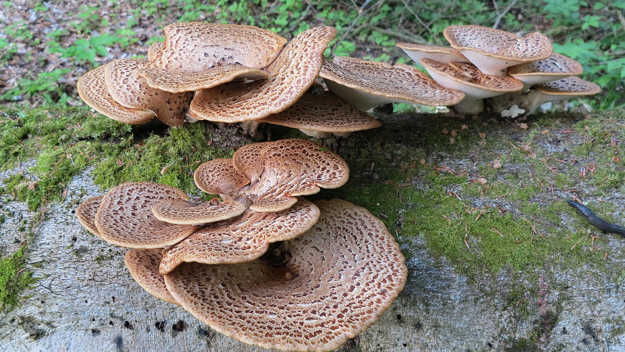 Tree Fungi Forest Mushrooms - Free photo on Pixabay - Pixabay