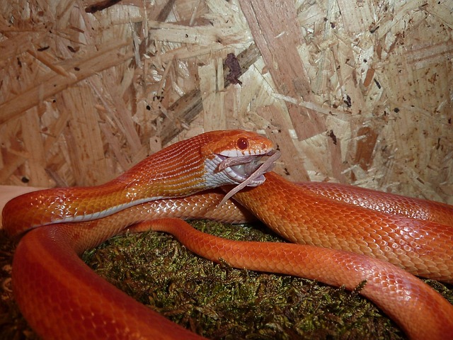 Full Grown Corn Snakes