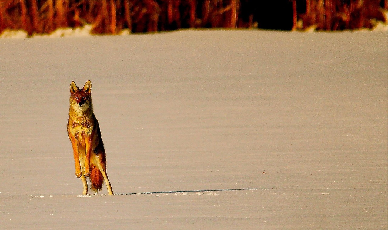 Coyote Animal - Free photo on Pixabay