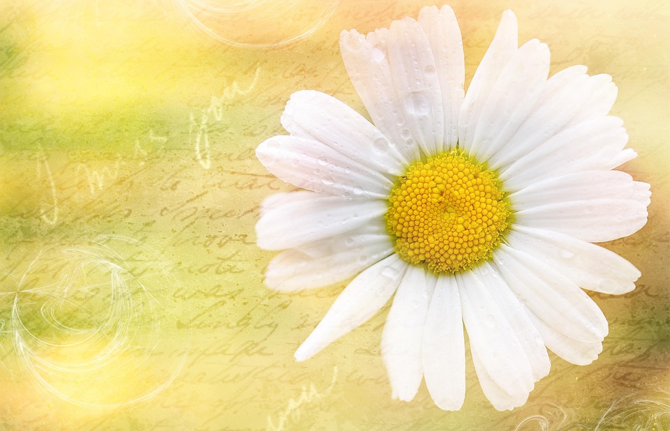 Marguerite Flower Blossom - Free photo on Pixabay - Pixabay