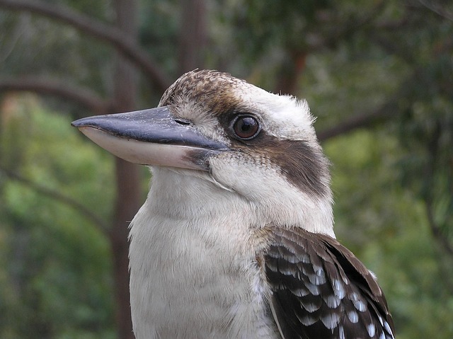 Kookaburra Bird Australia - Free photo on Pixabay - Pixabay