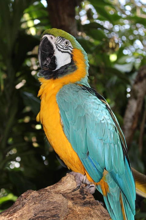 Macaw Tropical Bird Parrot - Free photo on Pixabay