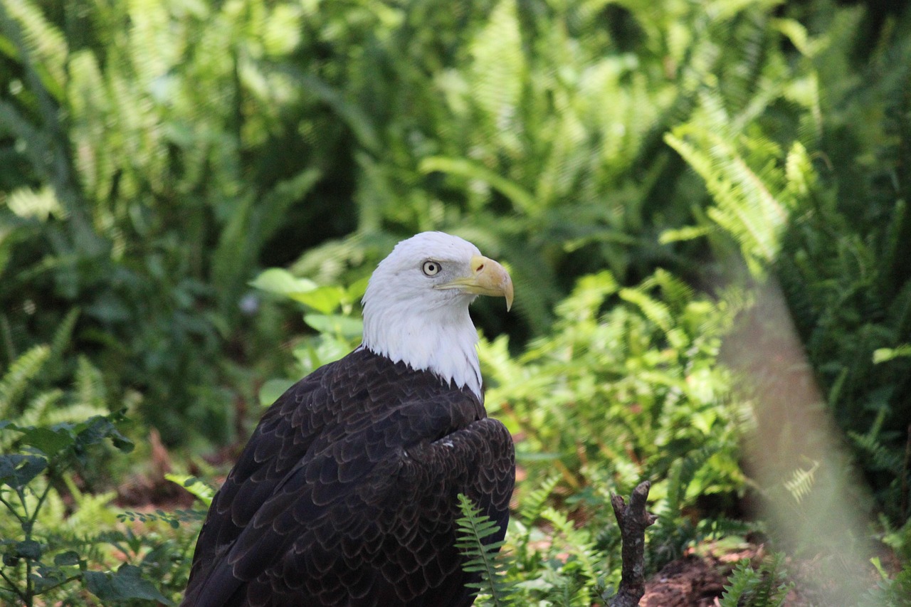Bald Eagle Raptor - Free photo on Pixabay - Pixabay Bald Eagle Raptor - Free photo on Pixabay - Pixabay