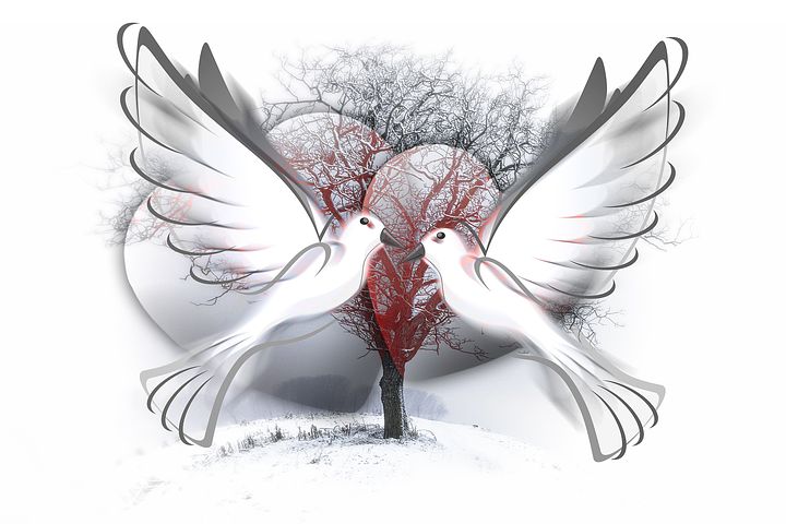 500+ Free Dove Of Peace & Dove Images