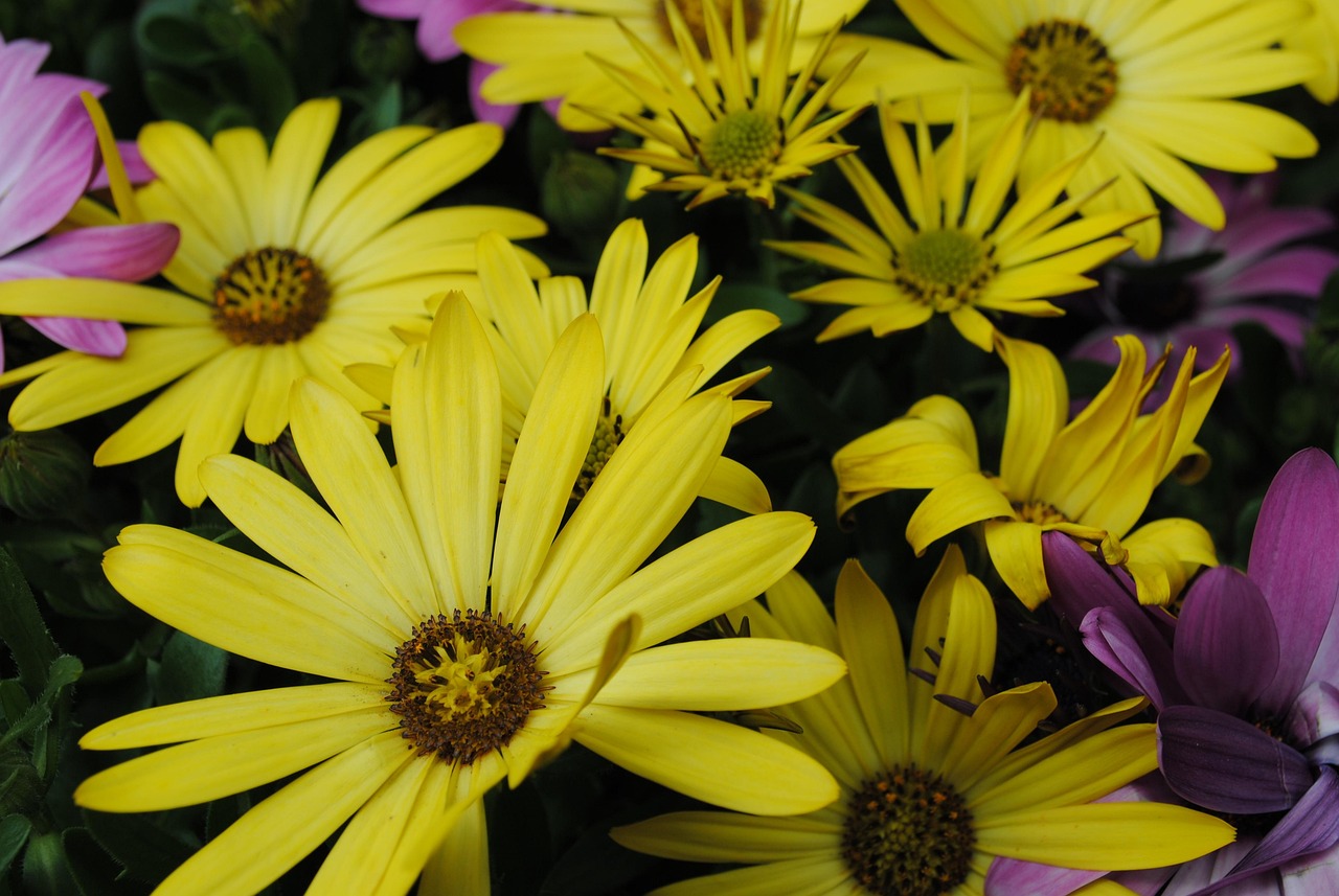 Flowers Spanish Daisies Yellow - Free photo on Pixabay - Pixabay