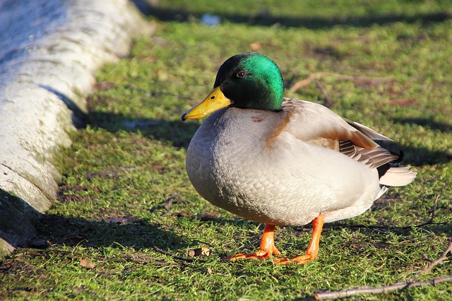Pato Real Pájaro Ave - Foto gratis en Pixabay - Pixabay