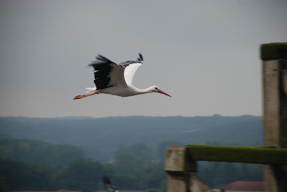 Storch Vogelperspektive Gleitflug - Kostenloses Foto auf Pixabay