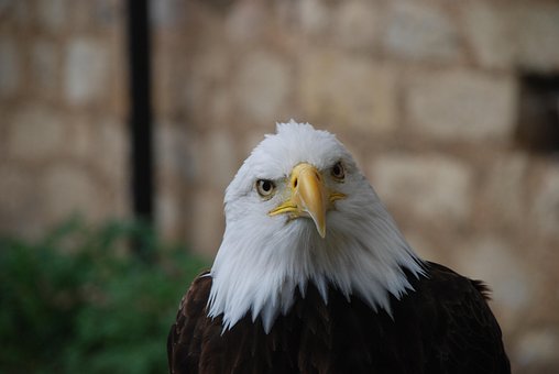 Meer dan 40 gratis afbeeldingen van Arend en Vogel - Pixabay