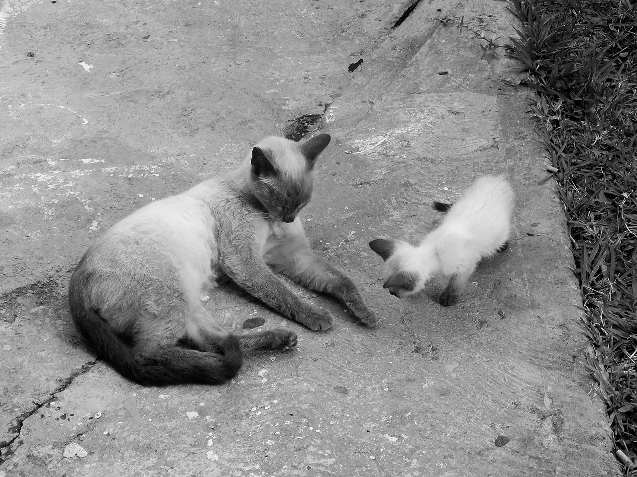 Chats Félins Mascotte - Photo gratuite sur Pixabay - Pixabay