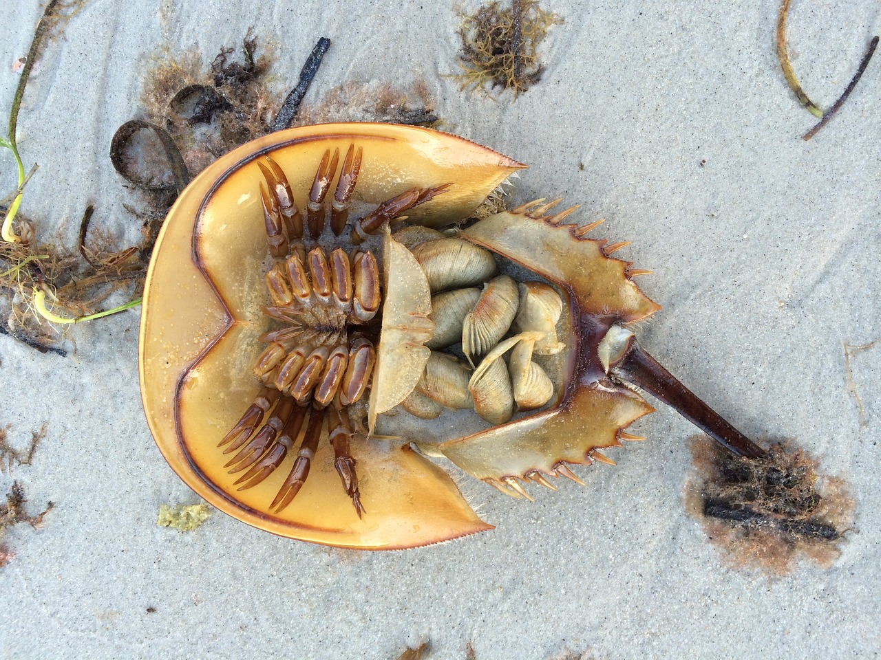 Horseshoe Crab Beach - Free photo on Pixabay