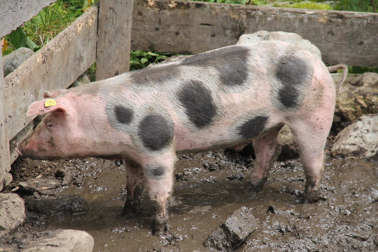 100+ kostenlose Hausschwein und Schwein-Bilder - Pixabay