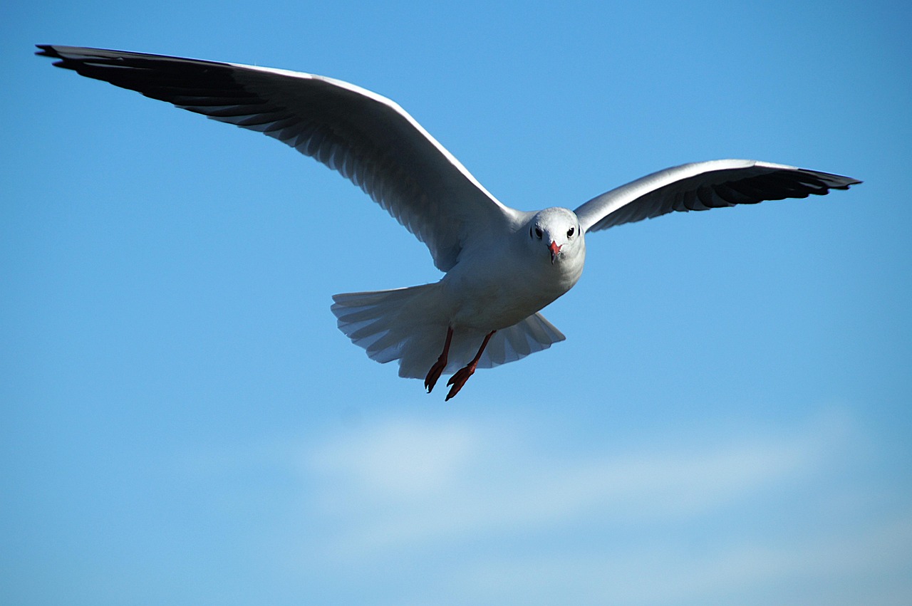 400,000+ Free Birds Fly In The Sky & Fly Images - Pixabay