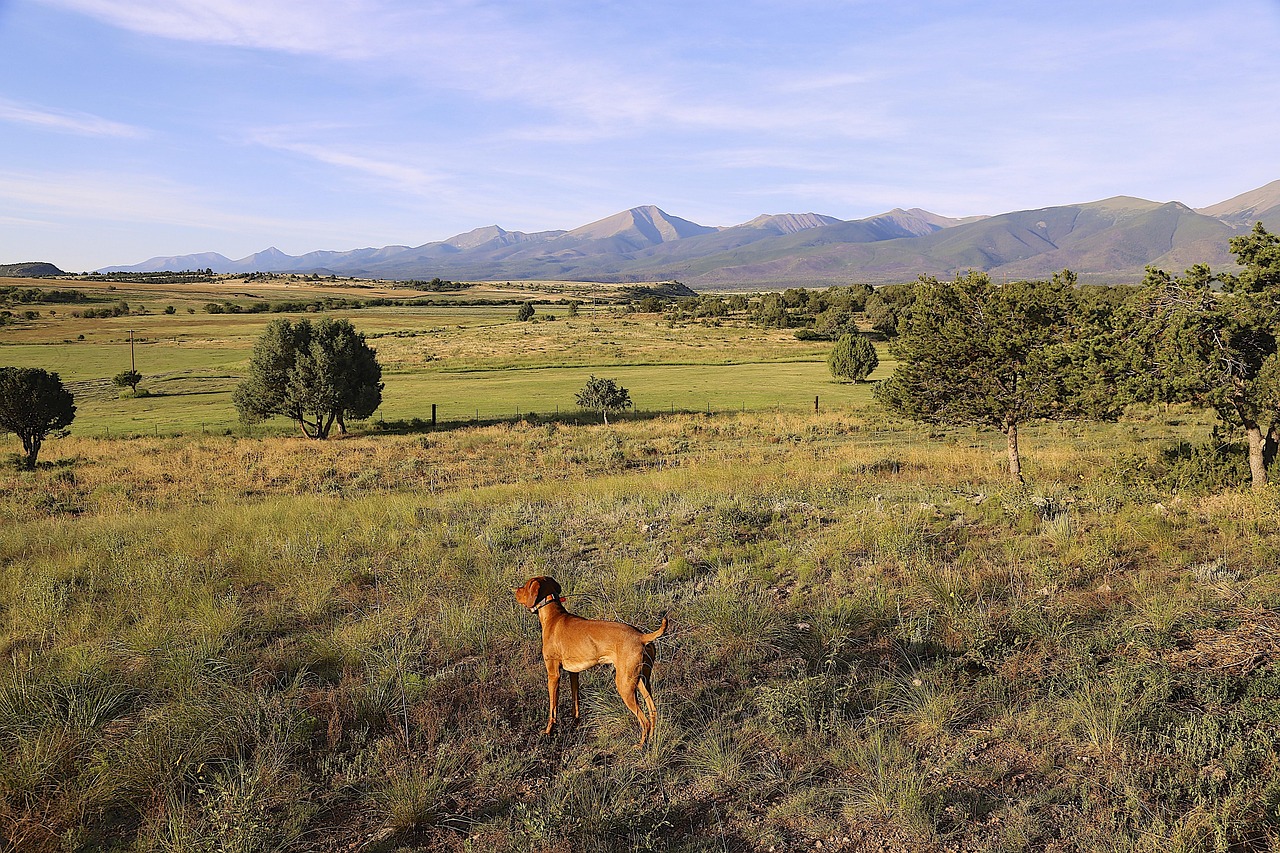 Perro Colorado Campo - Foto gratis en Pixabay - Pixabay