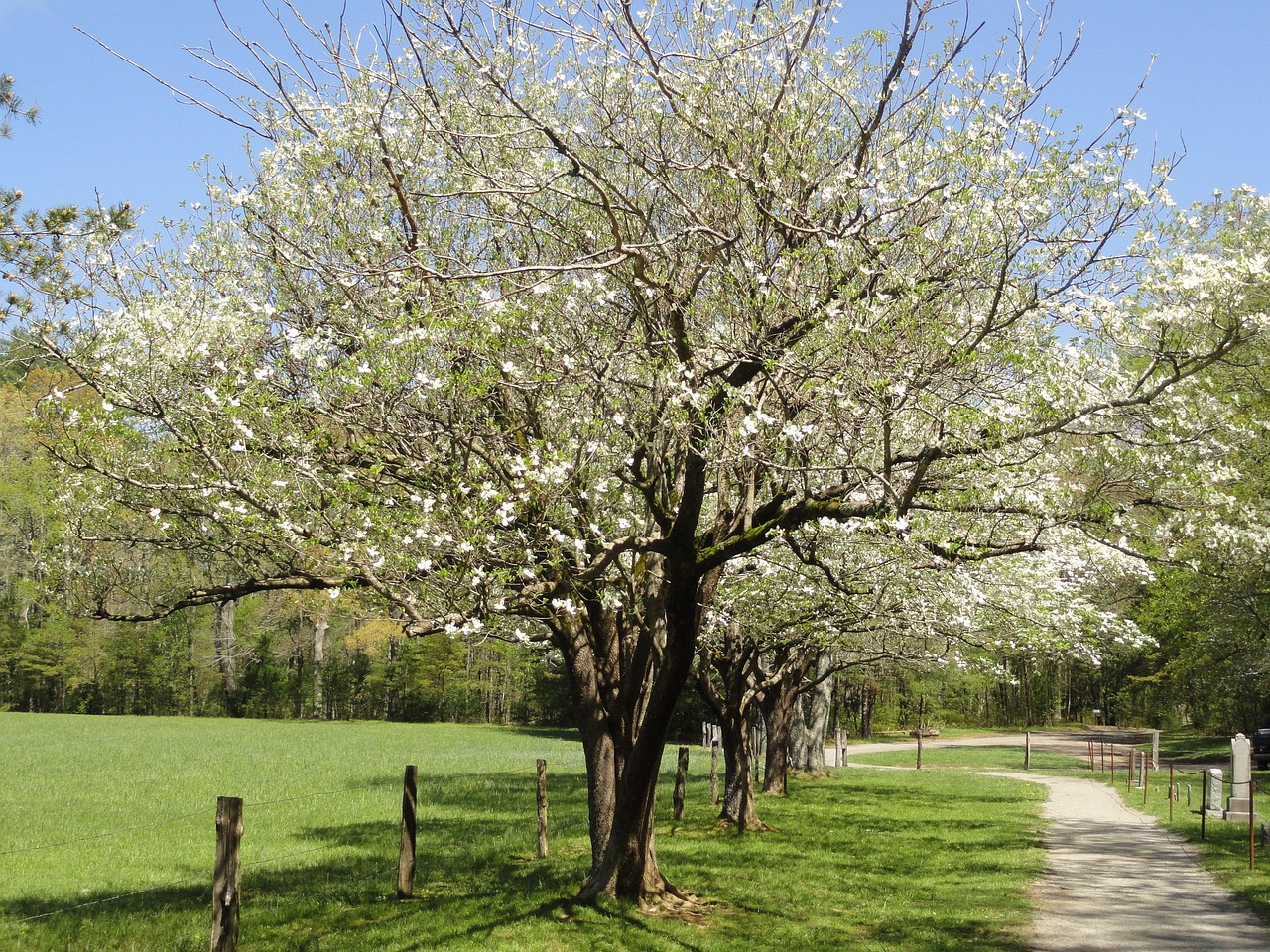 400,000+ Free Dogwood Flower & Dogwood Images - Pixabay