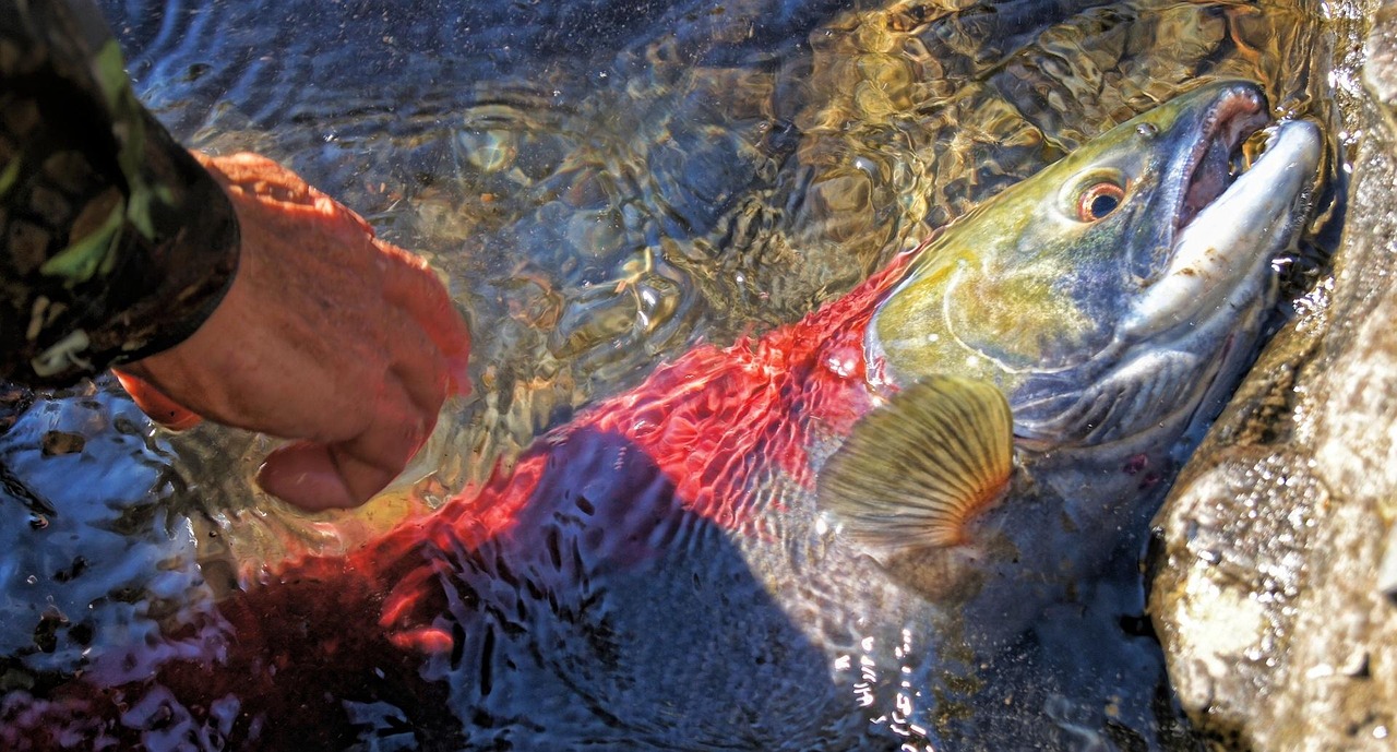 Salmon River Fish - Free photo on Pixabay