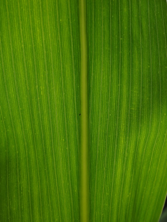 Corn Leaf Detail Veins - Free photo on Pixabay