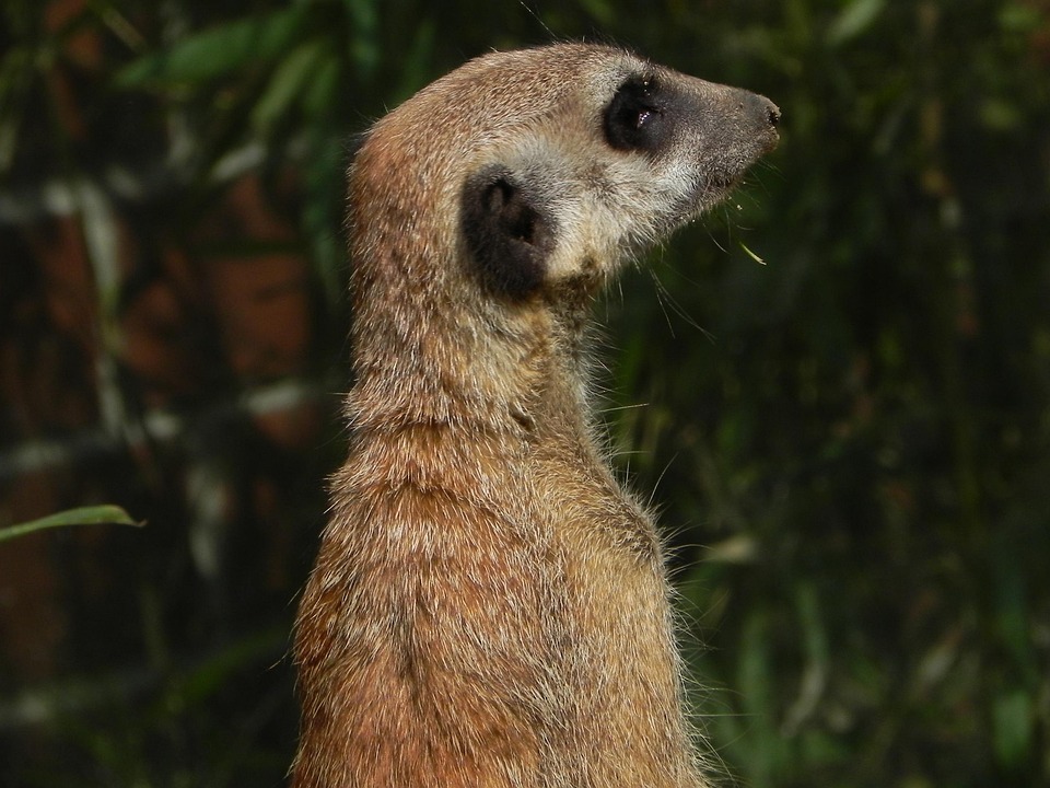 Suricata Animal Diversão - Foto gratuita no Pixabay